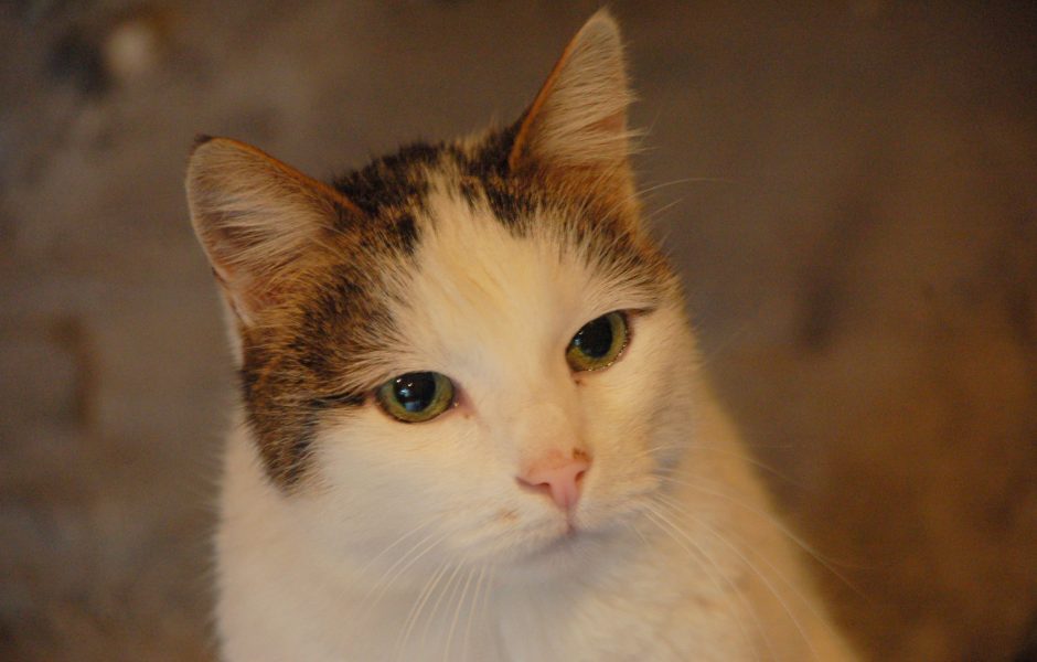 Les chats feront le beau demain à Micropolis • macommune.info