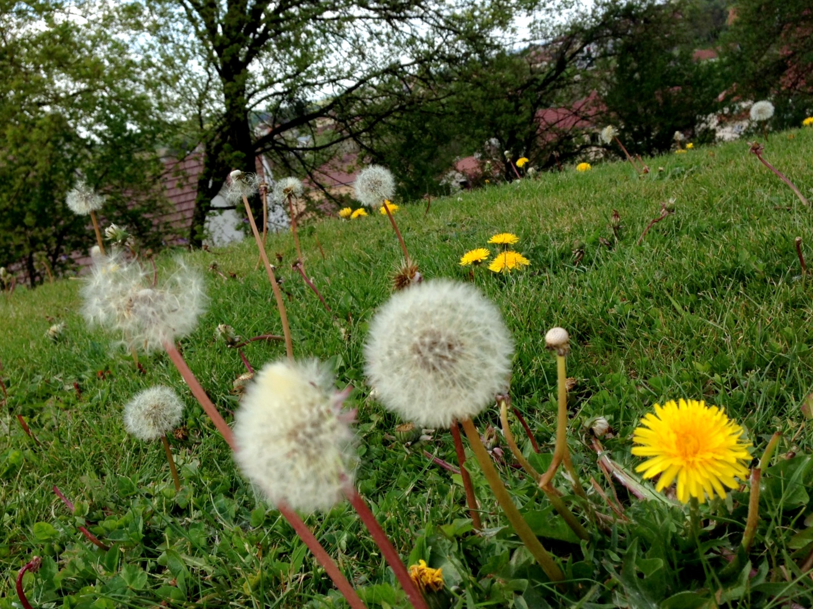 Alerte aux Pollens en Franche-Comté • macommune.info
