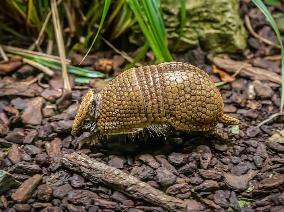 Naissance d’un bébé tatou au zoo de Mulhouse • macommune.info