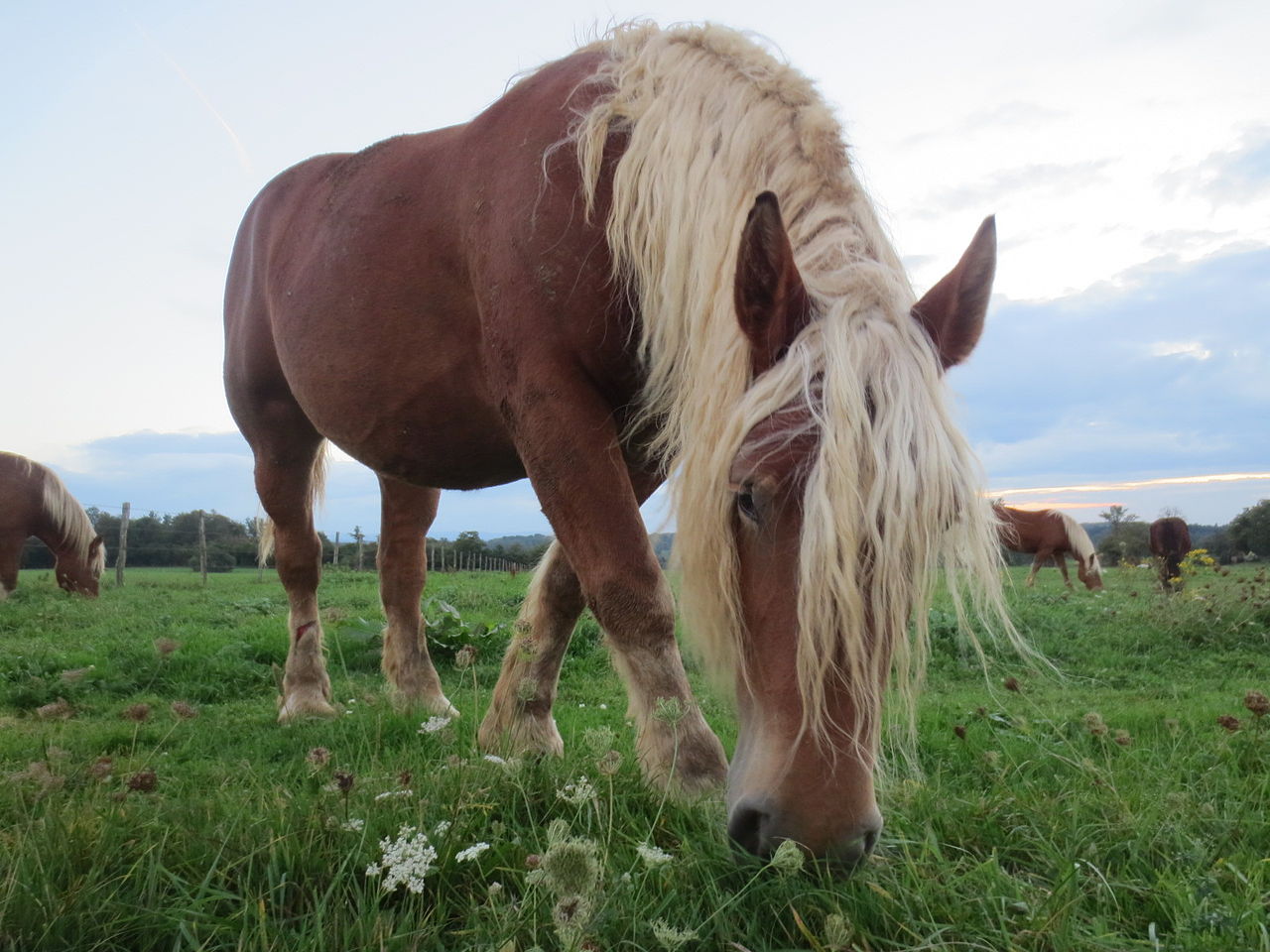 ‘Cavale Comtoise’ : une journée dédiée au cheval de Trait Comtois ...