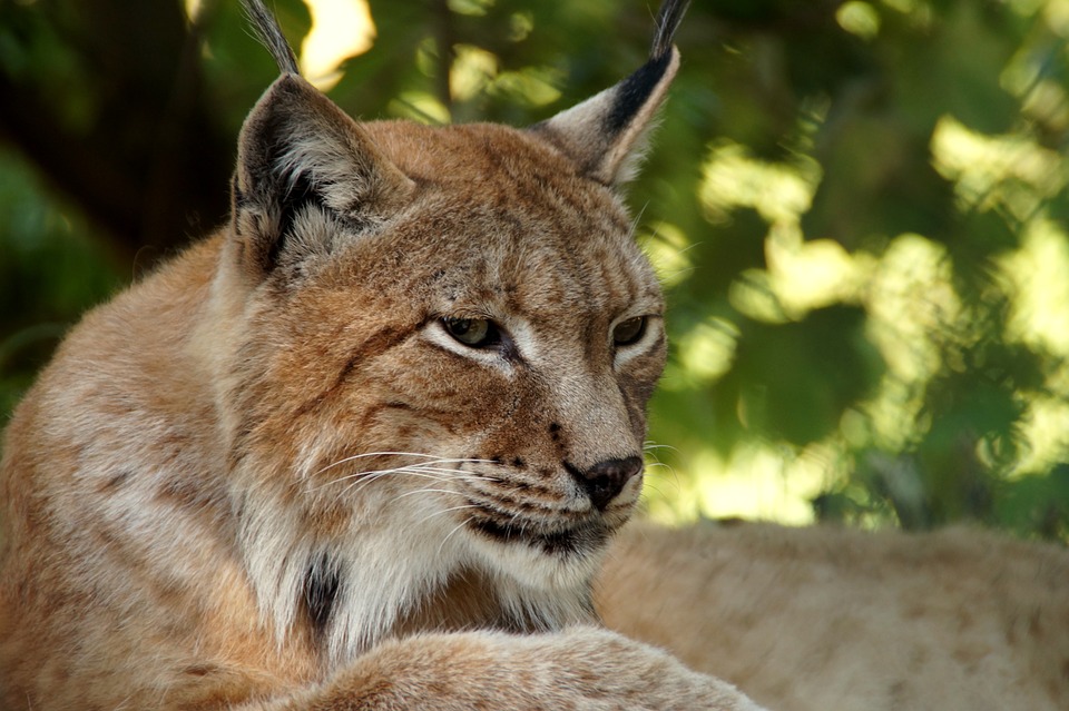 Une première preuve de reproduction du lynx retrouvée en Haute-Saône ...