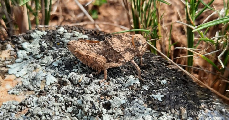 Week-end pour la conservation à la Citadelle • macommune.info