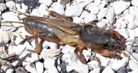 Jardiniers, avez-vous vu la courtilière ? • macommune.info