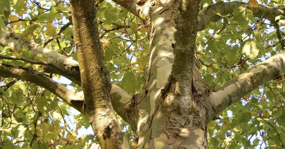 Atmo Bourgogne Franche-Comté : risque élevé aux pollens sur toute la ...