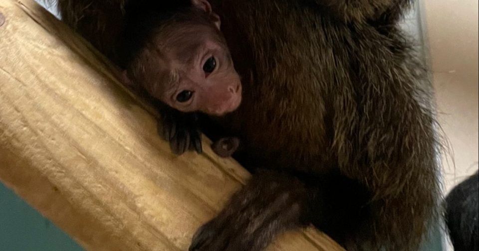 Besançon : naissance d’un bébé saki à face blanche à la citadelle ...