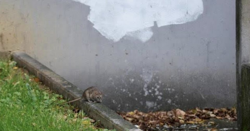 Nouvelle campagne de dératisation du 5 au 16 décembre à Besançon ...