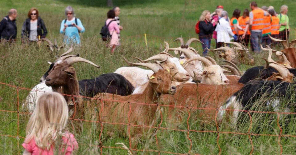 Fête de la biodiversité : une transhumance urbaine de 46 chèvres et 51 ...